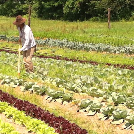 From Farm to Family: Become a Cropsey Farm CSA Member - Nyack News & Views