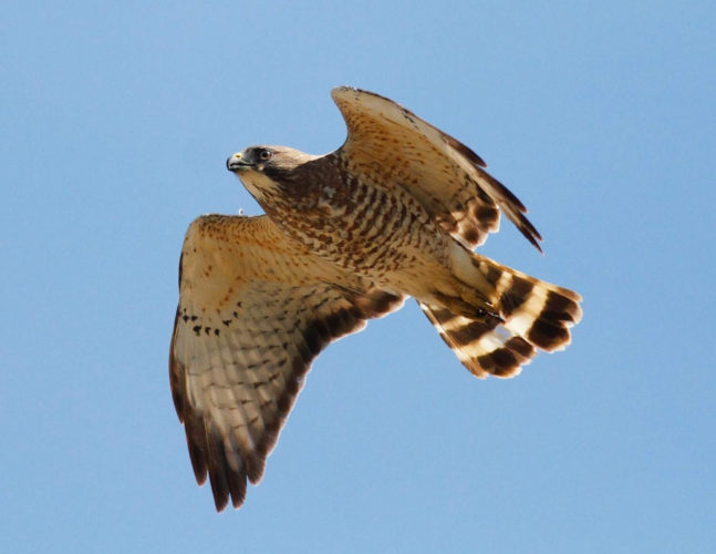 Earth Matters: Hook Mountain Hawk Watch - Nyack News & Views