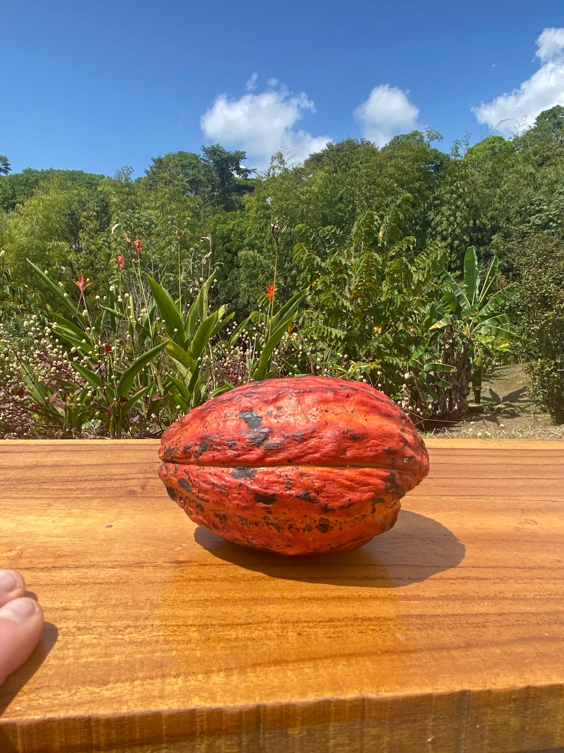 My Pandemic: Finding the Magic in Cacao - Nyack News & Views