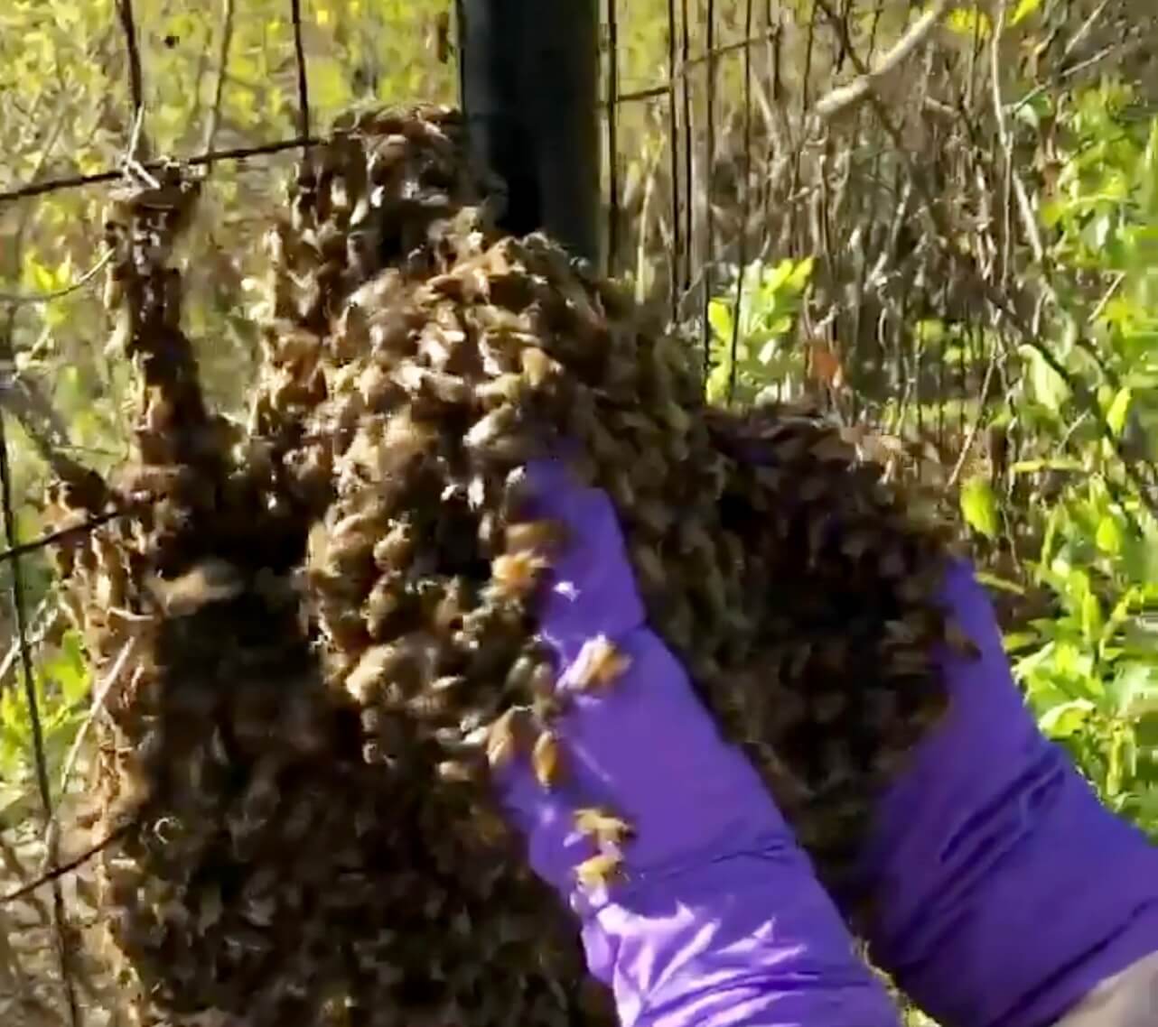 It's a Honey of a Village - Nyack News & Views