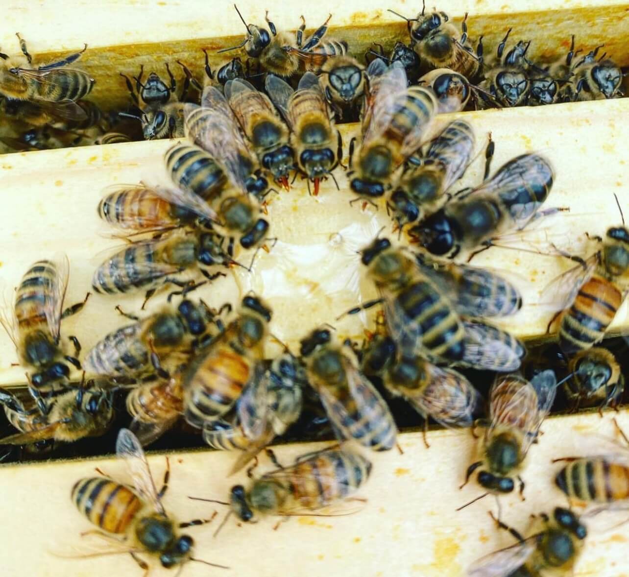 It's a Honey of a Village - Nyack News & Views