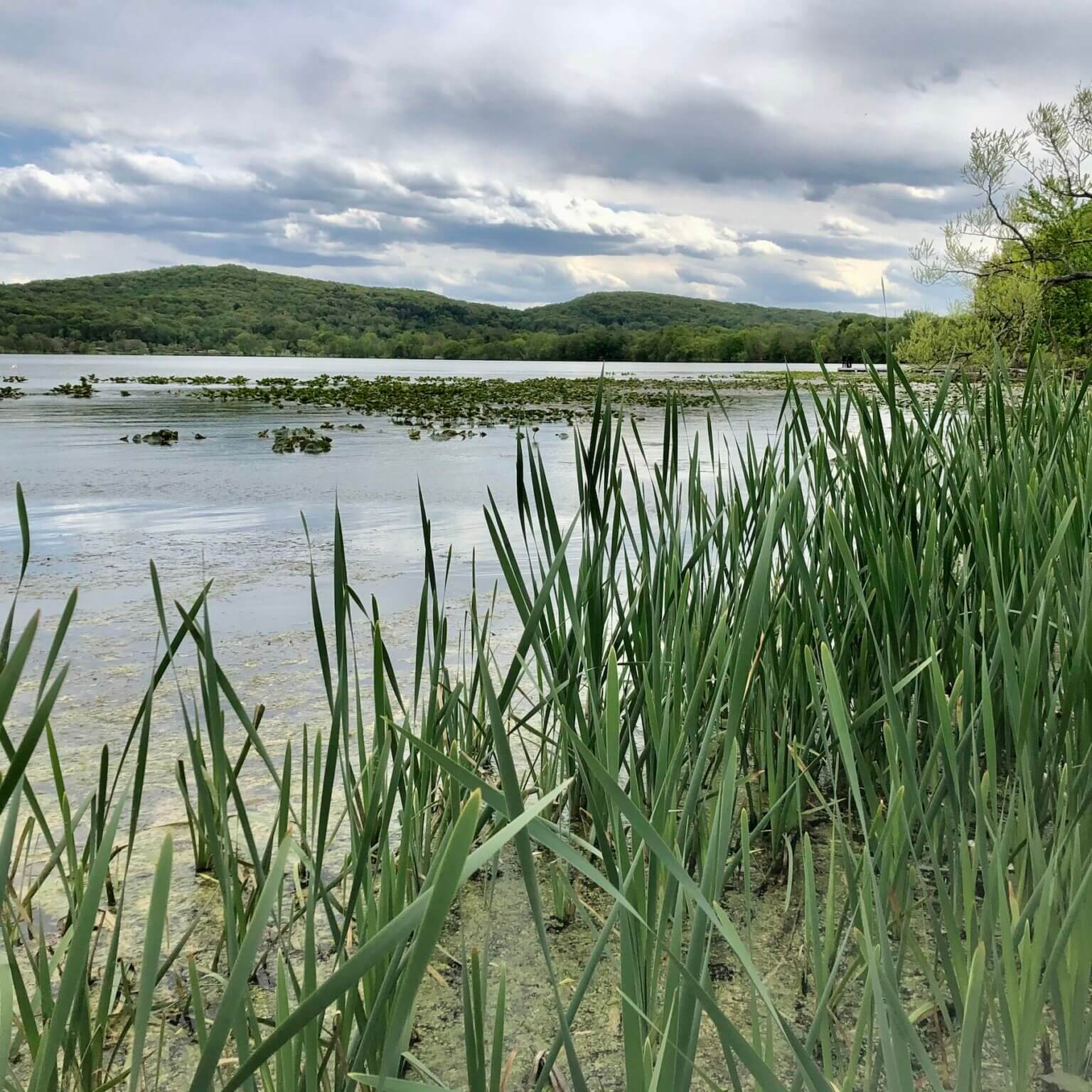 Sylvan Grove: Rockland Lake's First Amusement Park - Nyack News & Views